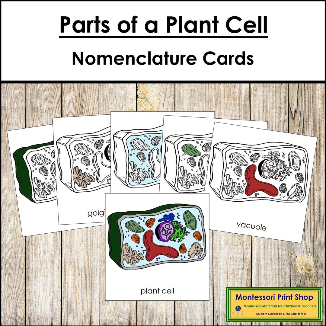 Parts of a Plant Cell Nomenclature 3-part Cards & Blackline Master ...