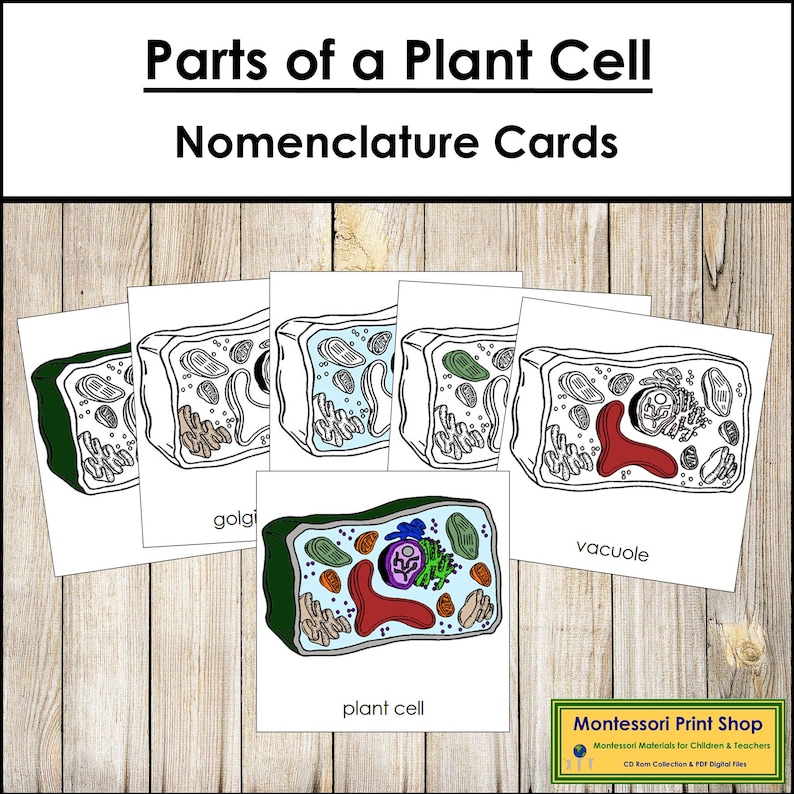 Parts of a Plant Cell Nomenclature 3-part Cards & Blackline Master ...