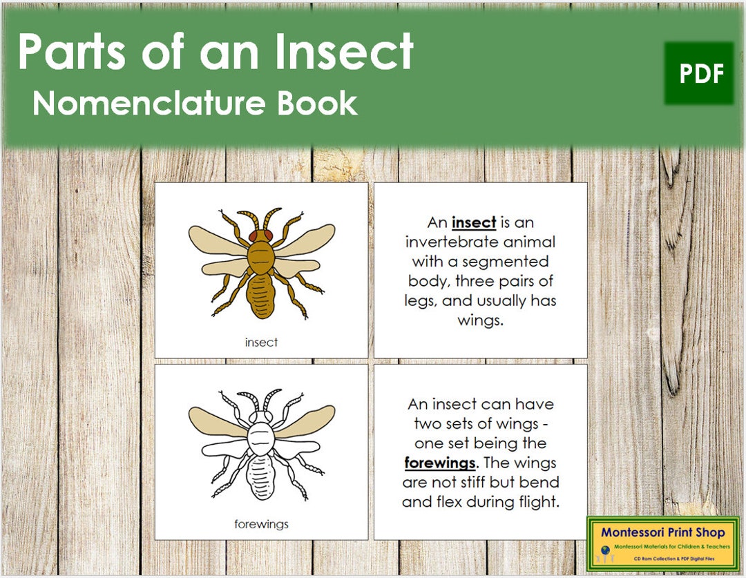 Parts of an Insect Nomenclature Book Montessori Zoology - Etsy