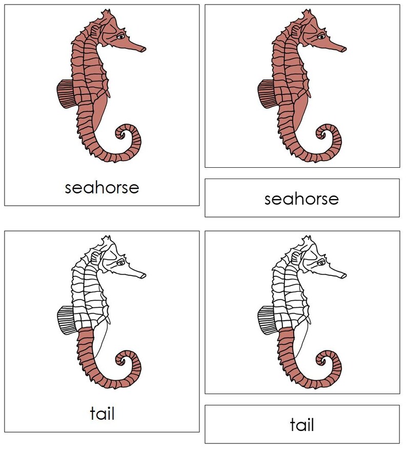 Parts of a Seahorse Nomenclature 3-part Cards & Blackline Master ...
