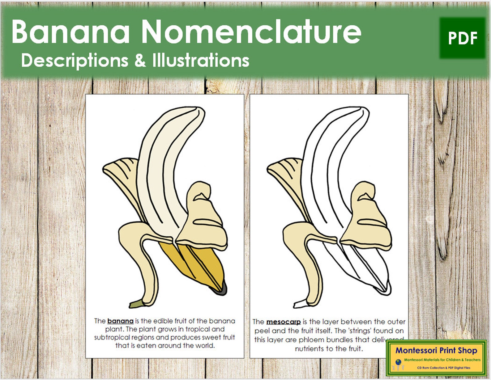 Parts of a Banana Nomenclature Book Montessori Botany - Etsy