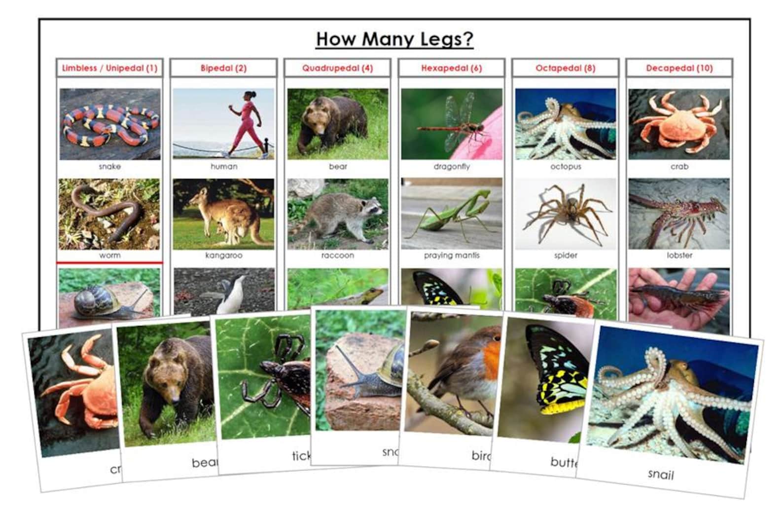 Animal Movement Sorting Cards & Chart [how Many Legs?] - Montessori ...
