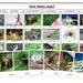 Animal Movement Sorting Cards & Chart [how Many Legs?] - Montessori ...