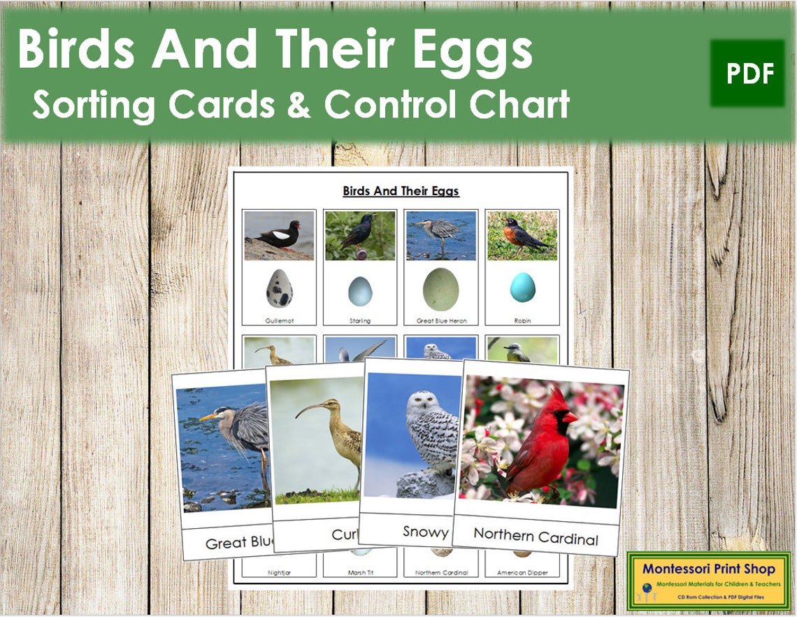 Birds and Their Eggs Sorting Cards & Control Chart Zoology - Etsy Canada