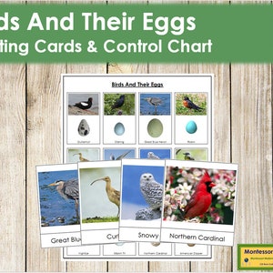Birds and Their Eggs Sorting Cards & Control Chart Zoology - Etsy Canada