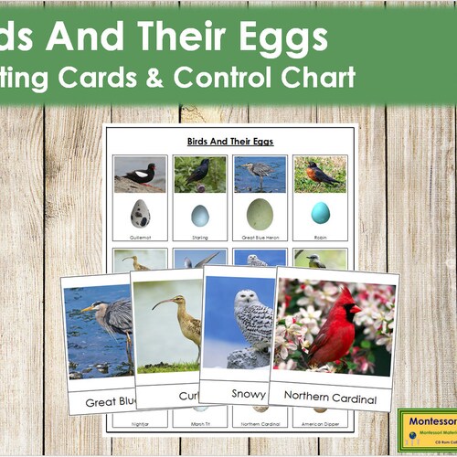 Classes of Vertebrates Sorting Cards & Control Chart Zoology - Etsy