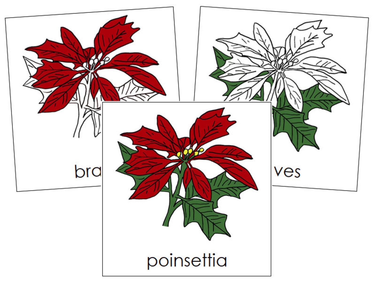 Parts of a Poinsettia Nomenclature 3-part Cards Montessori - Etsy