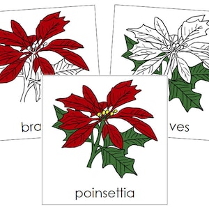 Parts of a Poinsettia Nomenclature 3-part Cards & Blackline Master ...