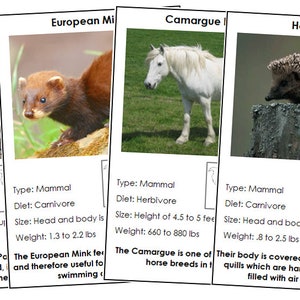 Animals of the World Information Cards Bundle - Montessori Zoology ...