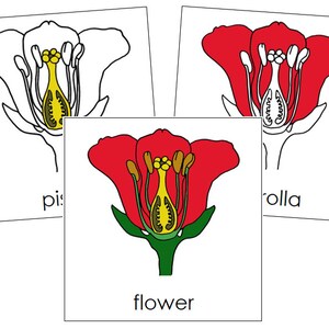 Parts of a Flower Nomenclature 3-part Cards & Blackline Master ...