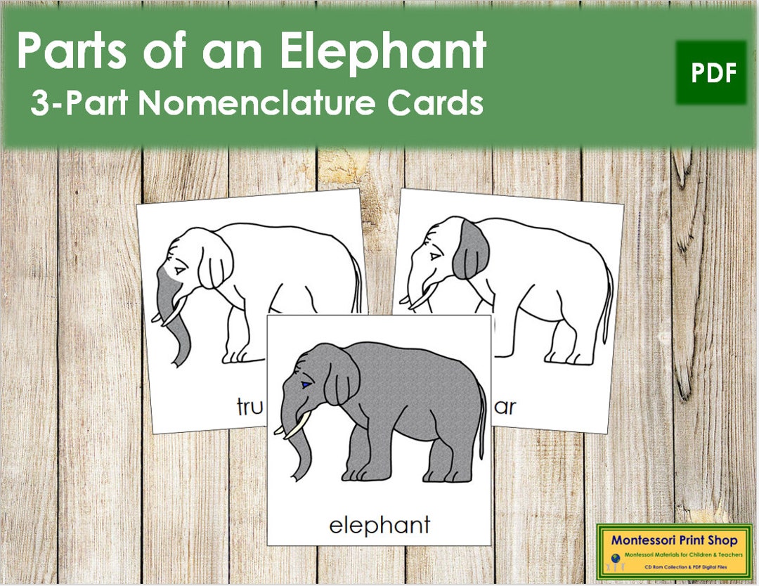 Parts of an Elephant Nomenclature 3-part Cards Montessori - Etsy
