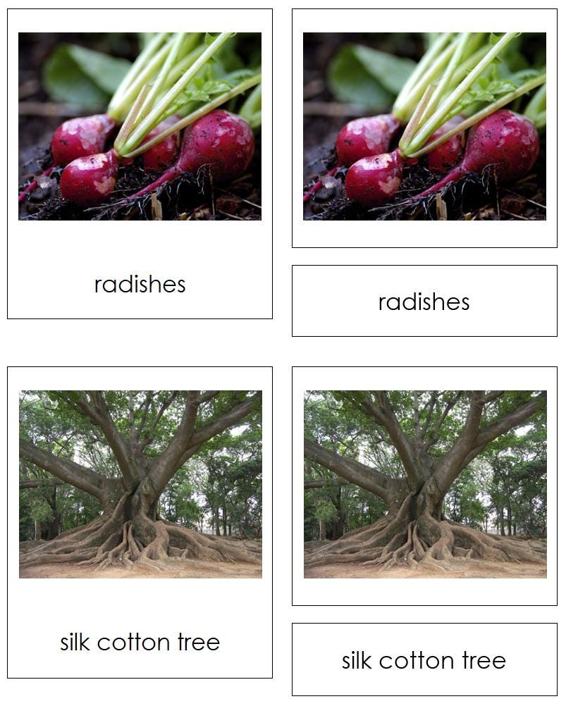 Types of Plant Roots Sorting Cards & Chart - Montessori Botany Activity ...
