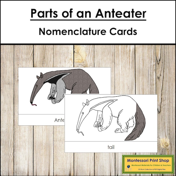 Anteater Tongue Anatomy