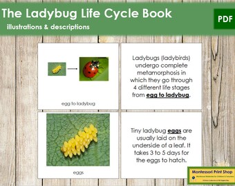 The Grasshopper Life Cycle Book Montessori Nomenclature | Etsy