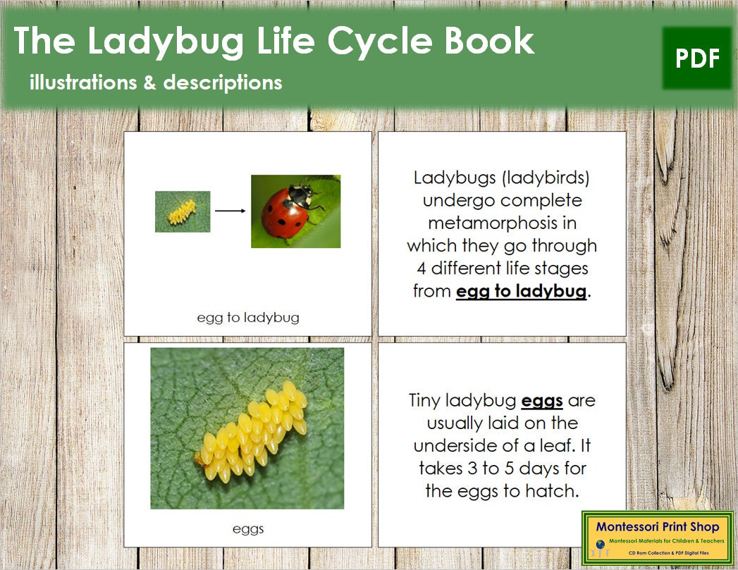 The Ladybug Life Cycle Book Montessori Nomenclature | Etsy