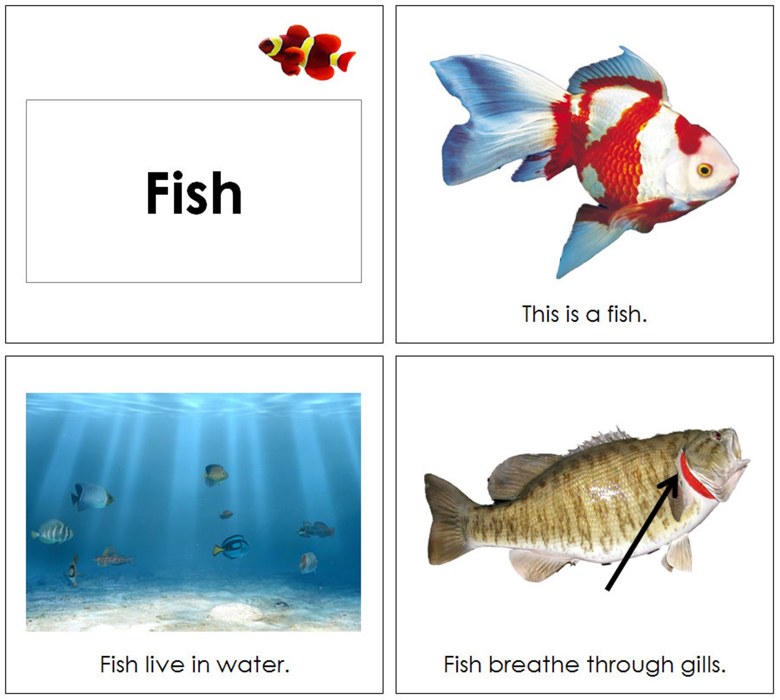 About Fish Book Printable Toddler Montessori Materials - Etsy UK