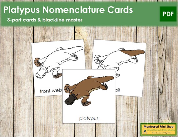 Parts of a Platypus Nomenclature 3-part Cards Montessori | Etsy