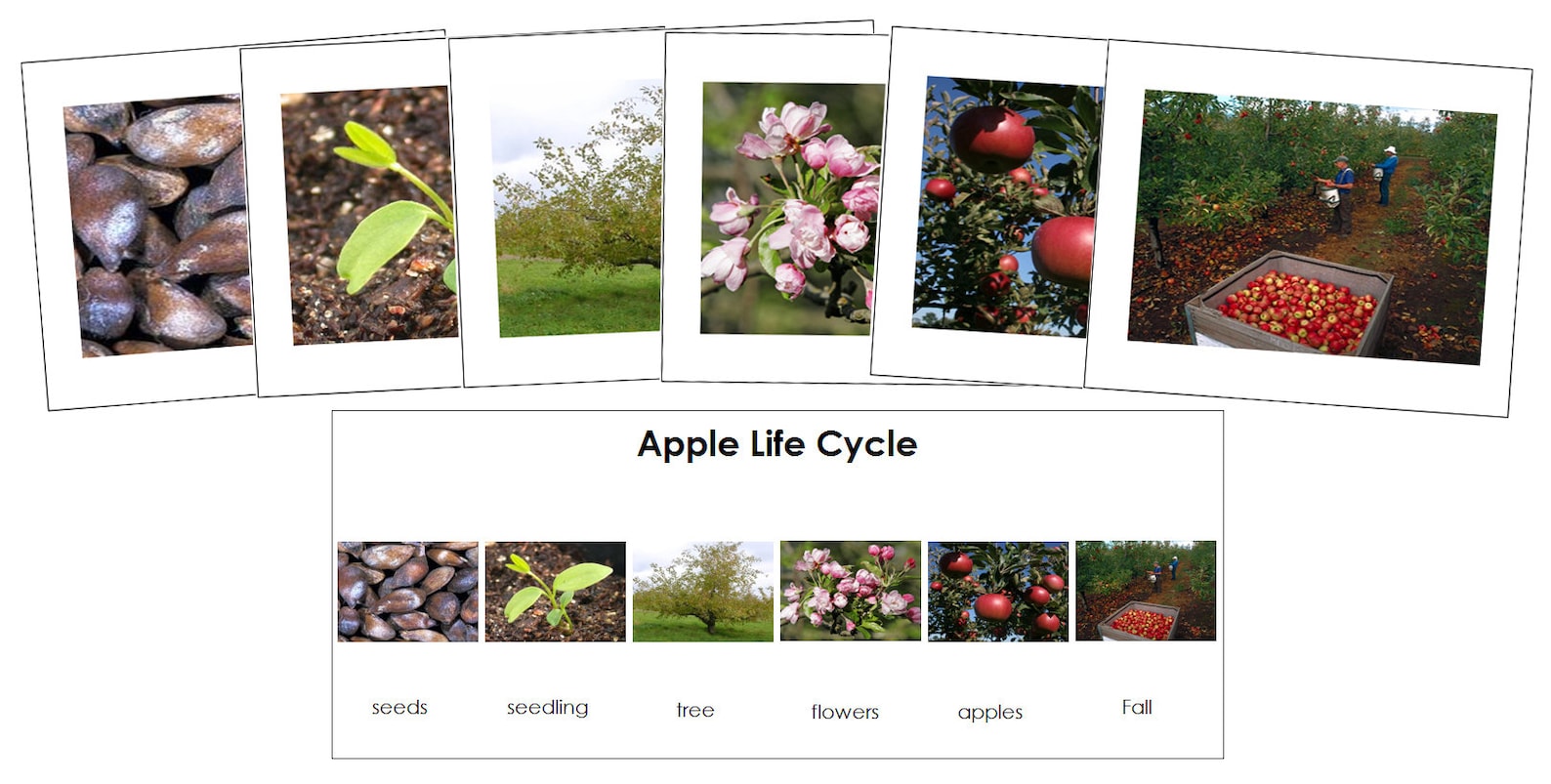 Apple Life Cycle Sequence Cards Montessori Nomenclature Printable ...