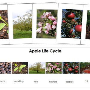 Apple Life Cycle Sequence Cards - Montessori Nomenclature - Printable ...