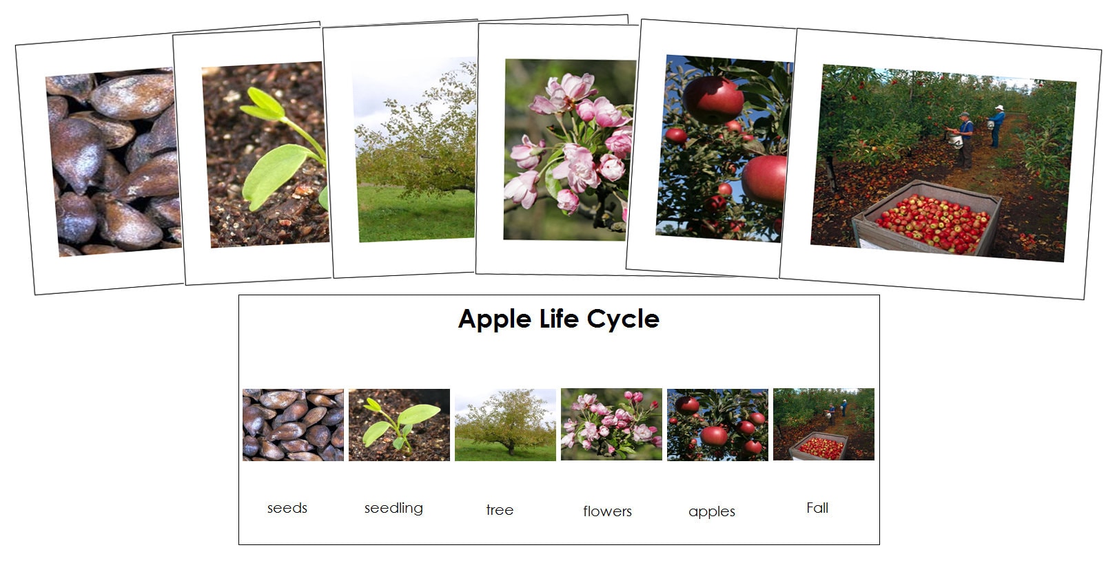 Apple Life Cycle Sequence Cards Montessori Nomenclature Printable ...