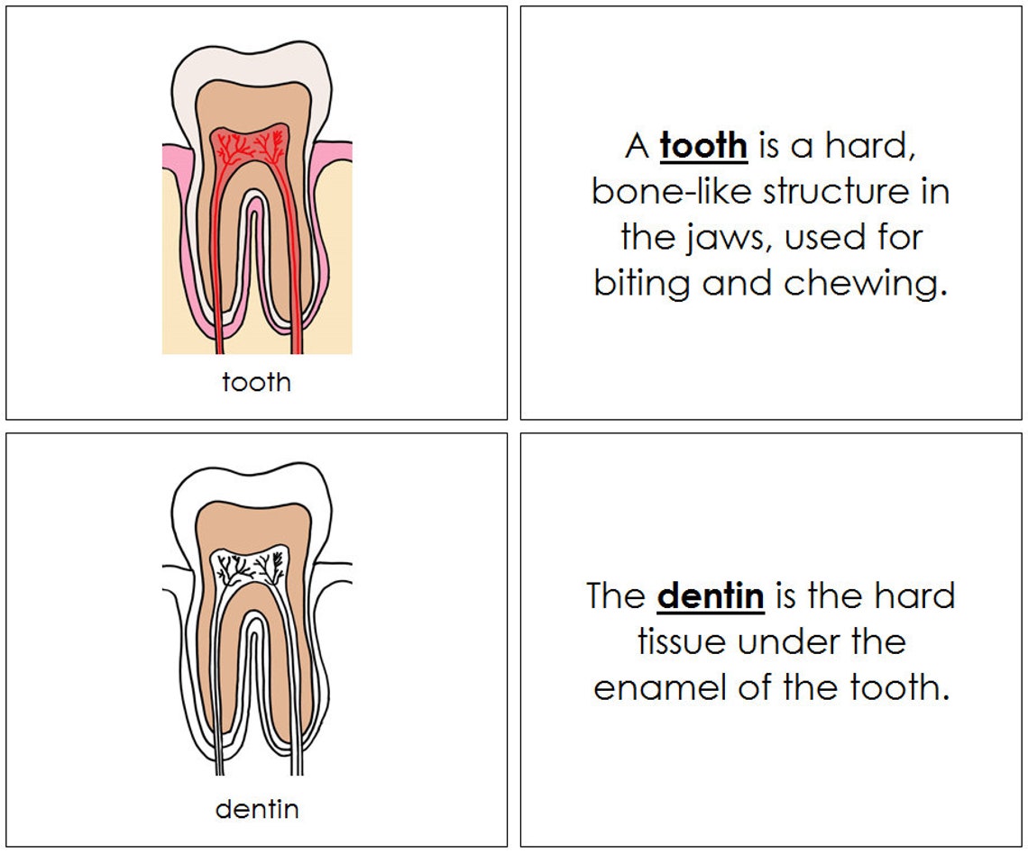 Parts of a Tooth Nomenclature Book Science Printable | Etsy