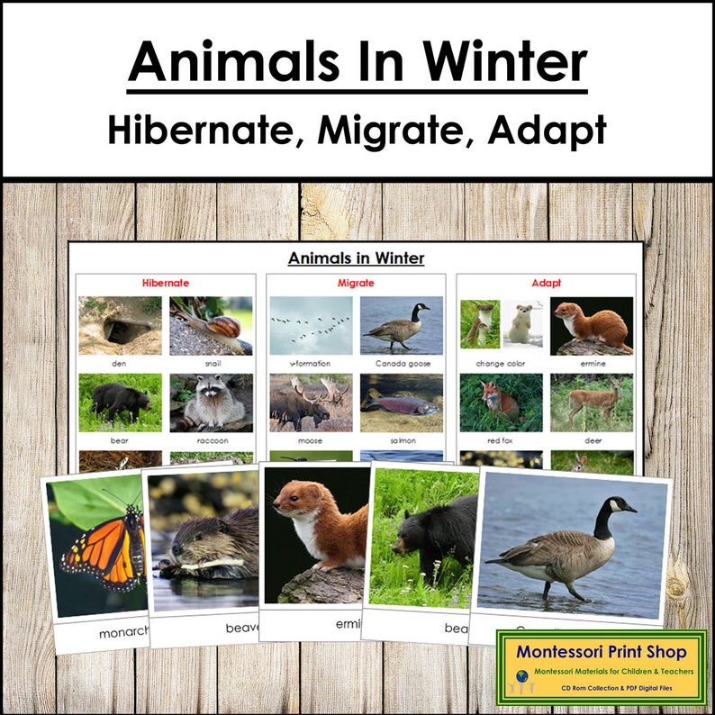 Animals in Winter Sorting Cards & Chart [migrate, Hibernate, Adapt ...