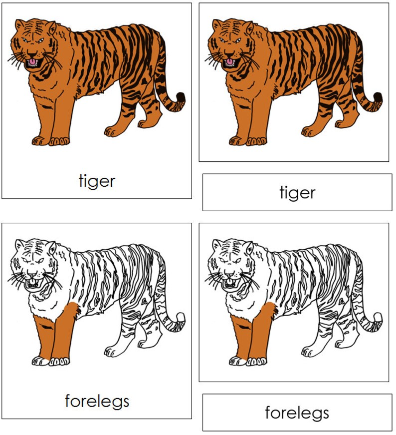 Parts of a Tiger Nomenclature 3-part Cards Zoology | Etsy