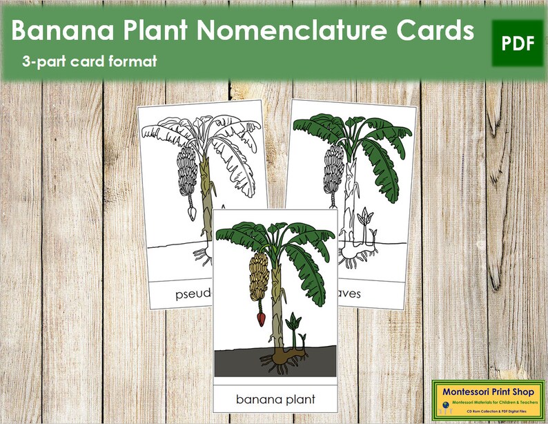 Parts of a Banana Plant Nomenclature 3-part Cards Montessori | Etsy