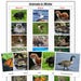 Animals in Winter Sorting Cards & Chart [migrate, Hibernate, Adapt ...