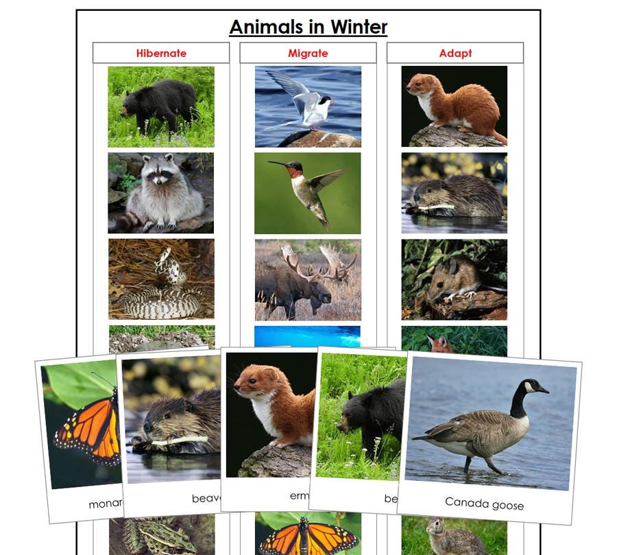 Animals in Winter Sorting Cards & Chart [migrate, Hibernate, Adapt ...