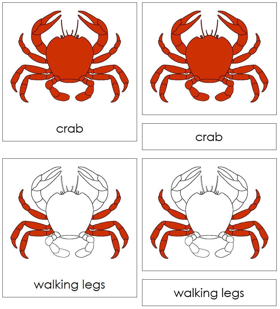 Parts of a Crab Nomenclature 3-part Cards - Montessori Zoology ...