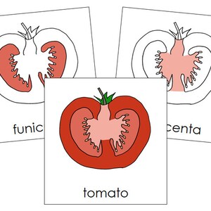 Parts of a Tomato Nomenclature 3-part Cards & Blackline Master ...