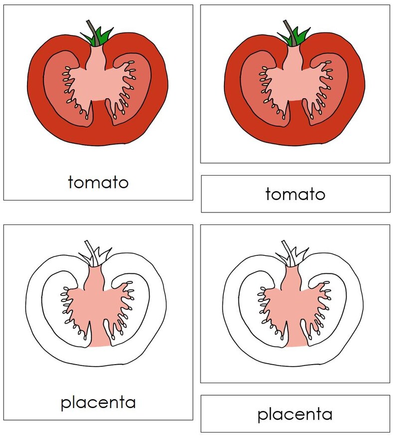 Parts of a Tomato Nomenclature 3-part Cards & Blackline Master ...