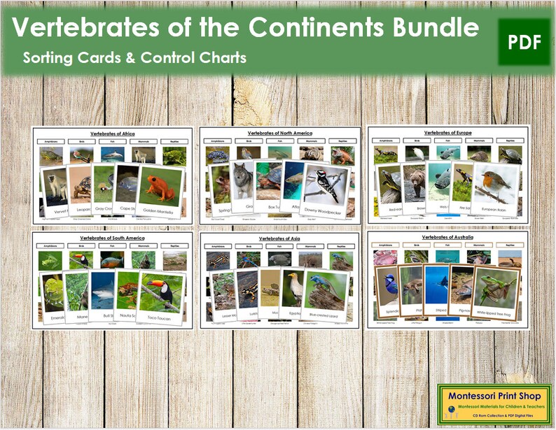 Vertebrates of the Continents Sorting color-coded | Etsy