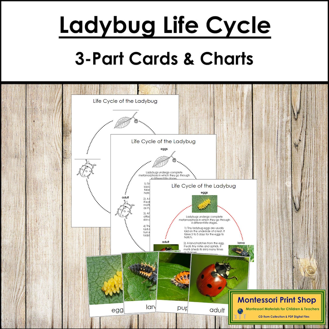 The Ladybug Life Cycle 3-part Cards & Charts - Montessori Nomenclature ...