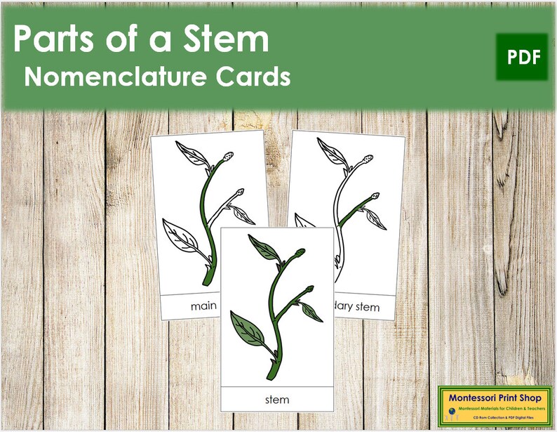 Parts of a Stem Nomenclature 3-part Cards Montessori Botany - Etsy