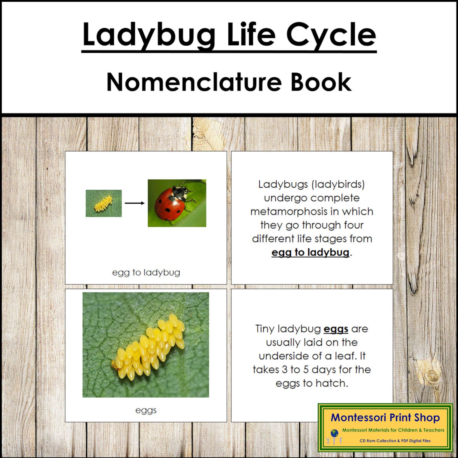 The Ladybug Life Cycle Book Montessori Nomenclature Printable ...