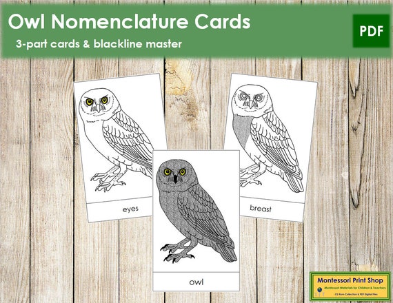 Parts of an Owl Nomenclature 3-part Cards Montessori Zoology | Etsy