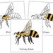 Parts of a Honey Bee Nomenclature 3-part Cards Montessori Zoology ...