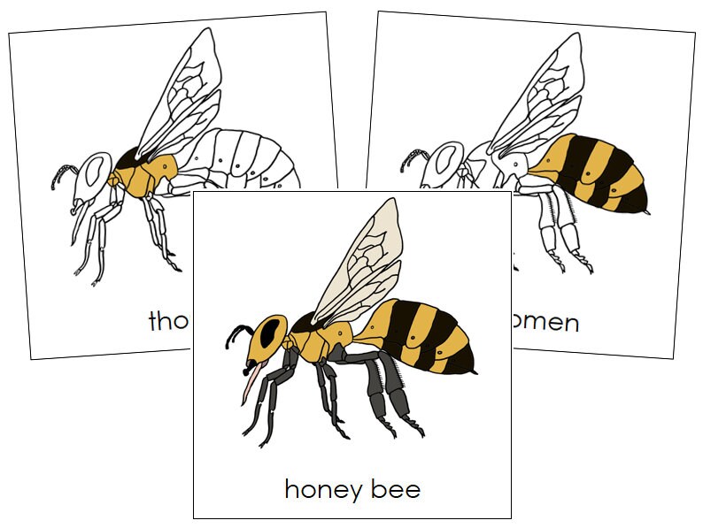 Parts of a Honey Bee Nomenclature 3-part Cards & Blackline Master ...