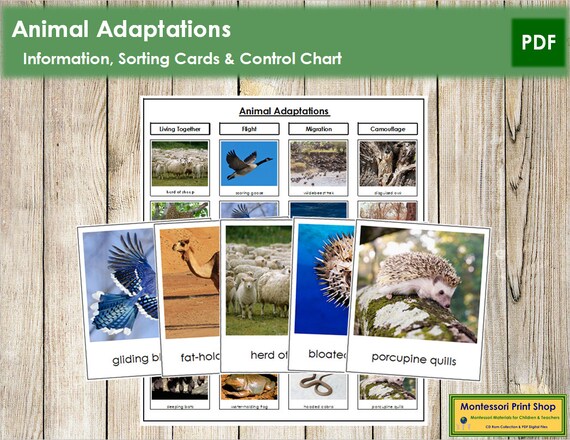Animal Adaptations Sorting Cards & Control Chart Science | Etsy