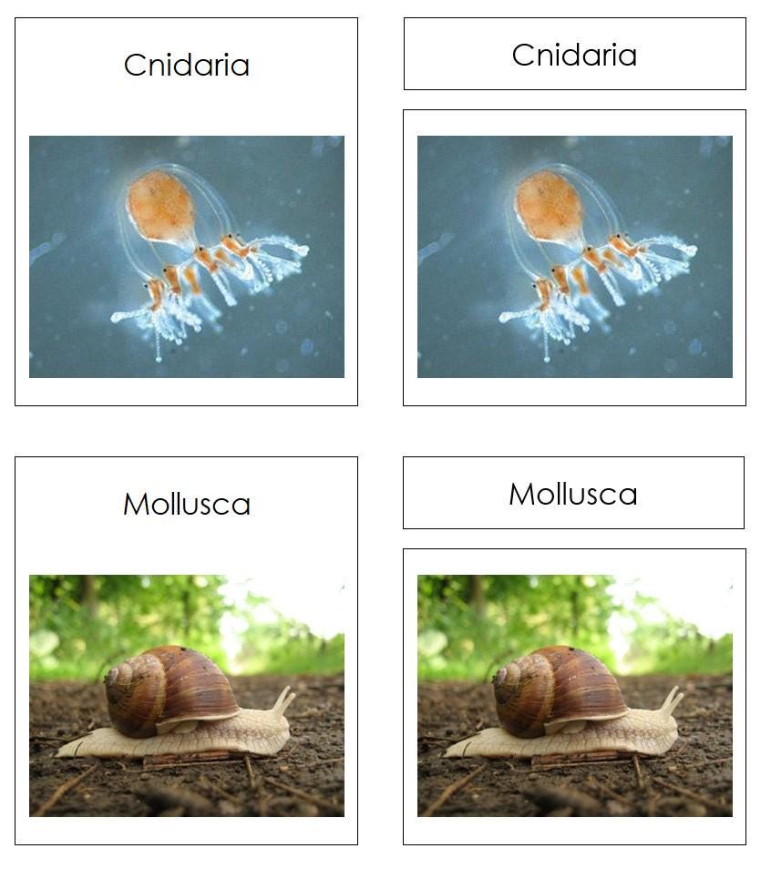 Animal Kingdom Bundle Cards & Charts - Montessori Zoology ...