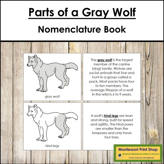 Anatomía De La Cabeza Del Lobo Hombre Lobo | Wiki The Darkness