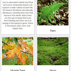 Biomes of the World Sorting Cards, Chart and Information - Montessori ...