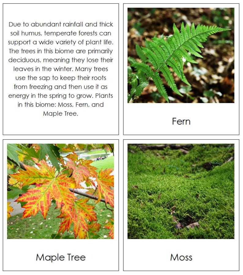Biomes of the World Sorting Cards, Chart and Information - Montessori ...