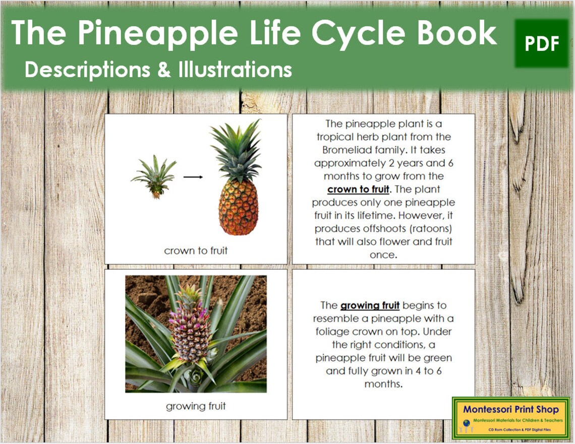 The Pineapple Life Cycle Book Montessori Nomenclature - Etsy