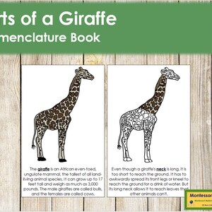 Parts of a Giraffe Nomenclature Book Montessori Zoology - Etsy
