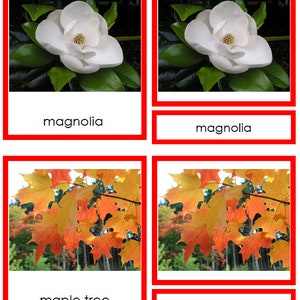 Plant Kingdom Cards, Charts & Information Bundle (color-coded ...