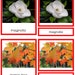 Plant Kingdom Charts & Cards Bundle - Montessori Botany Classification ...