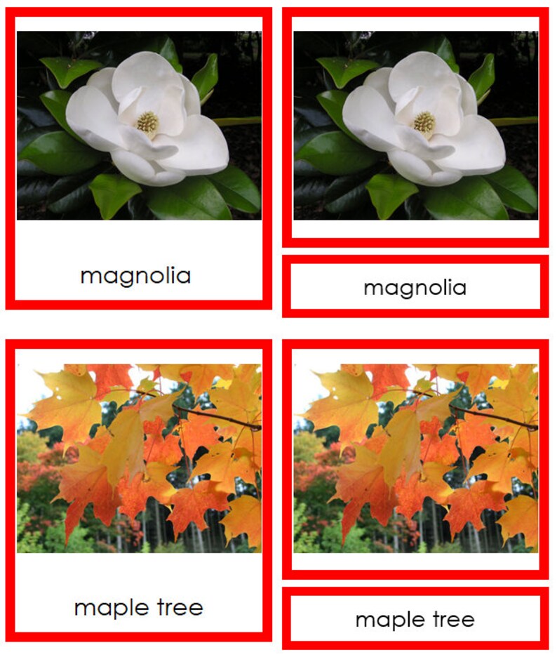 Plant Kingdom Charts & Cards Bundle - Montessori Botany Classification ...